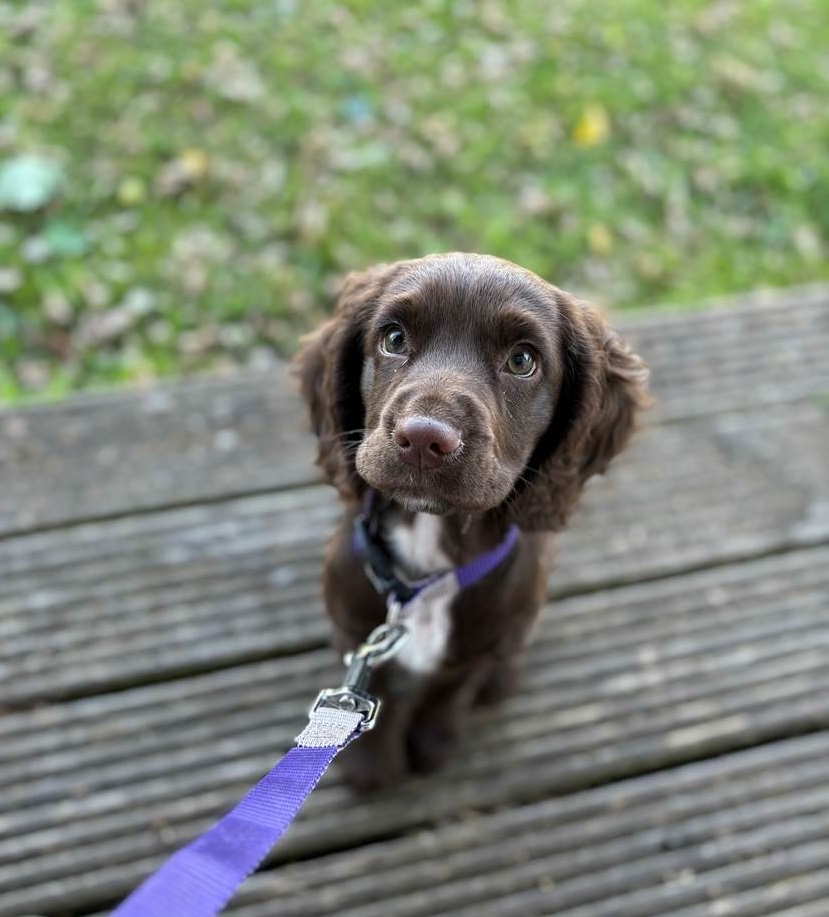 Pip – Queen Elizabeth High School